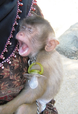 Pay for Cute Baby Monkey With Pacifier