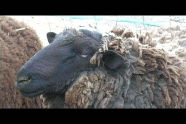 Bah Bah Bah Goes the Sheep - Tradebit