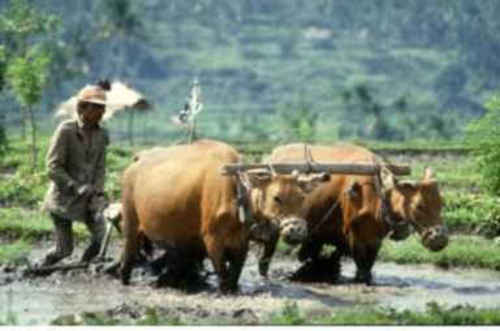 The Employment of Draught Animals in Agriculture - Tradebit