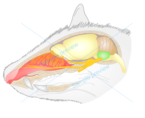 Biomedical vector illustration mouse head cross section - Tradebit
