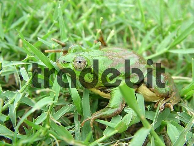Paradoxical frog Pseudis paradoxus Gran Chaco, Paraguay - Download ...