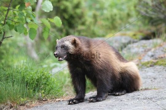 Wolverine or Glutton (Gulo gulo), Sweden, Europe - Download Animals