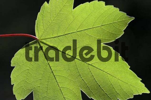 maple leaf, structure, cut out - Download Nature