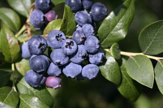 Bilberries (Vaccinium myrtillus) on the bush - Download Abstract