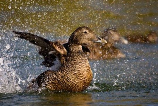 Wings Flapping Sound Effects Free - backuperfuture