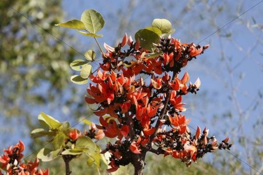 Flower of Kingshuk, Palash, Dhak, Flame of the Forest, Bastard Teak...