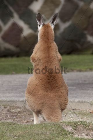 Kangaroo (Macropodidae), rear view - Download Animals