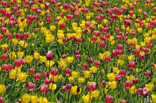 Tulips (Tulipa spp.) - Download Nature