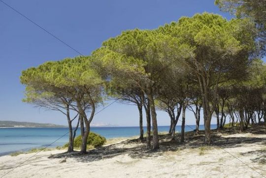 Pinien Hain (Pinus pineta) auf Sanddüne an türkisblauem M...