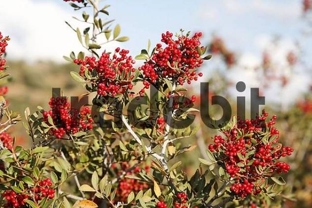 Mastic Tree, Evergreen Pistache Pistacia lentiscus , Crete, Greece...