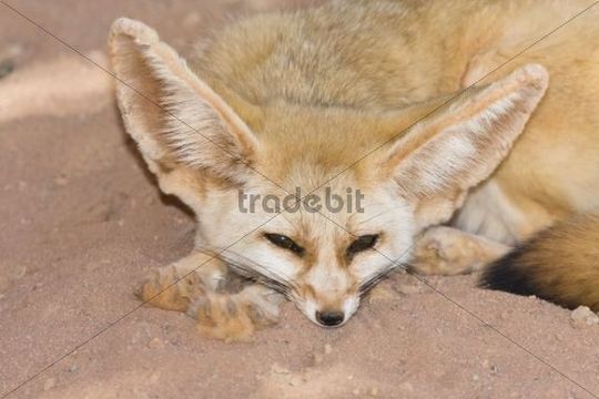 Fennec Fox (Canis zerdus), Libya, Africa - Download Animals