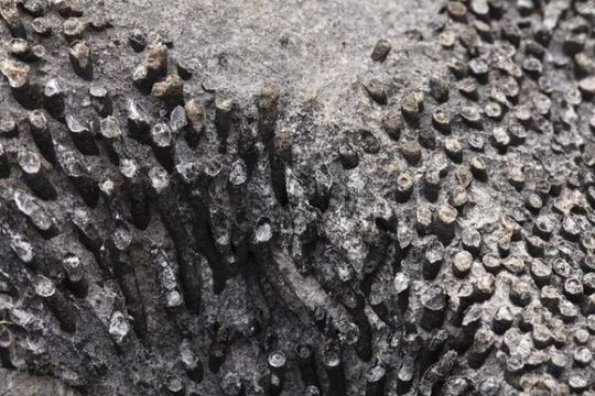 Fossils in limestone, Burren National Park, County Clare, Ireland,