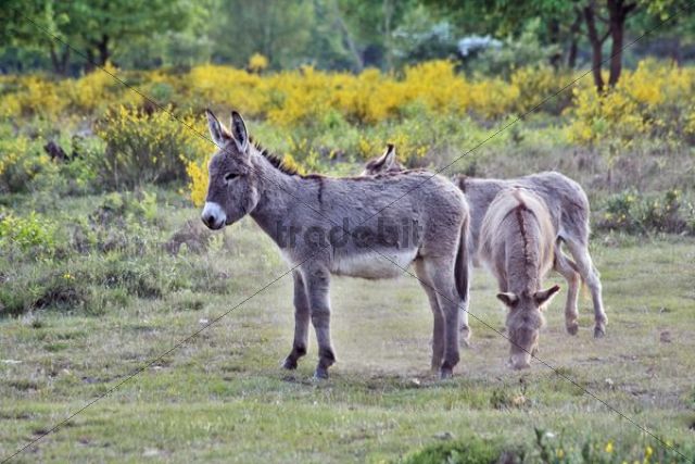 Domestic Donkey Breeds
