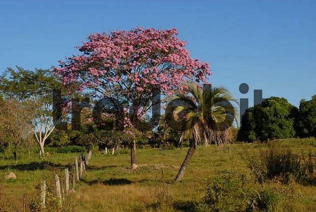 Lapacho tree Tabebuia heptaphylla with pink flowers, Paraguay - Dow...