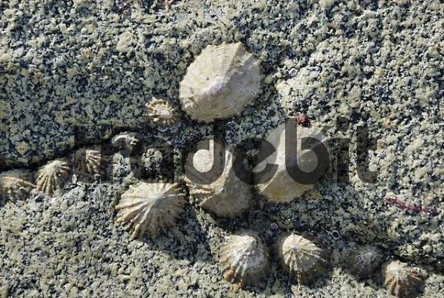 Colony of of shellfish cling to granite rock waiting for high tide ...