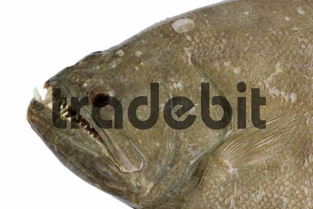 Flatfish indian halibut Psettodes Erumei - Download Animals