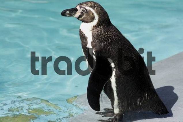 Penguin Spheniscidae - Download Animals