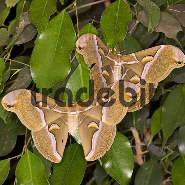 Samia cynthia - Download Nature