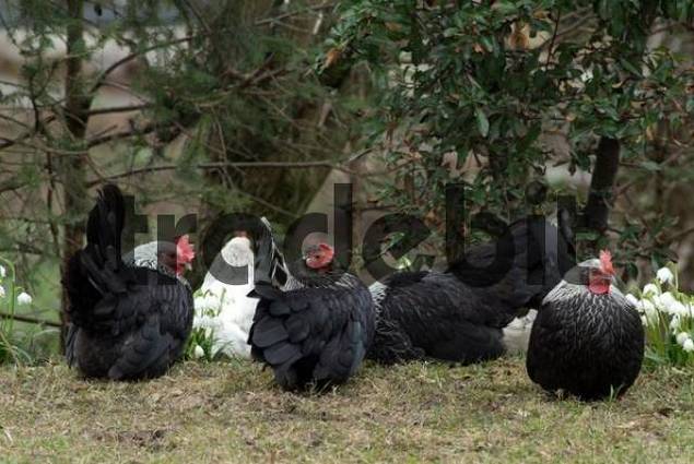 Imagenes de chabos - Imagui