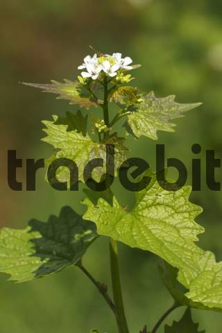 Garlic Mustard, Garlic Root or Hedge Garlic Alliaria petiolata, All...