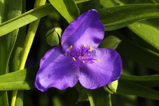 Flowering Trinity Flower, White Spiderwort Tradescantia x andersoni...