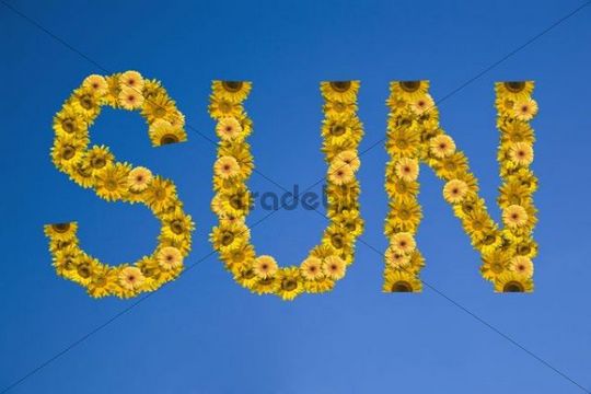 Sun, written with letters made of sunflowers - Download Nature