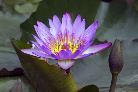 Nymphaea Stellata